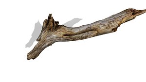 Free 3D Branch Models - Available For Download On TurboSquid