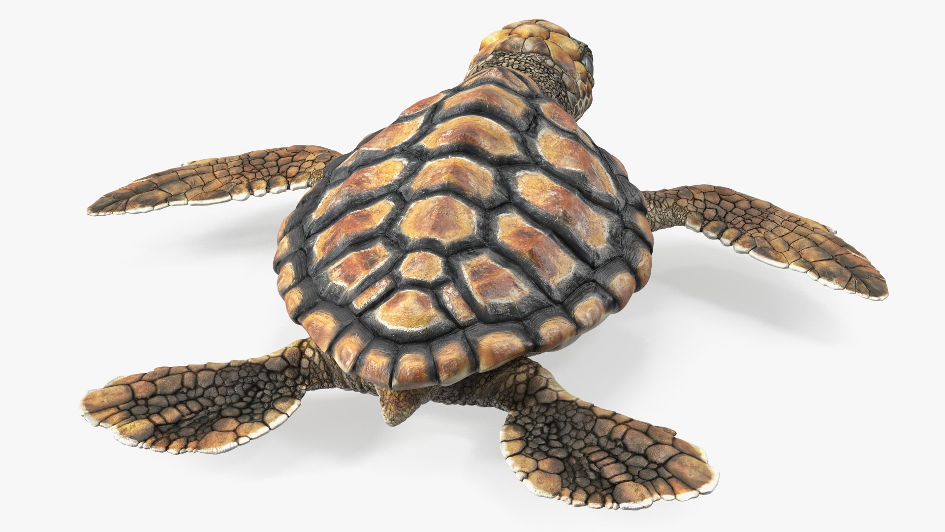 3D Baby Sea Turtle Brown Rigged For Cinema 4D - TurboSquid 2205422