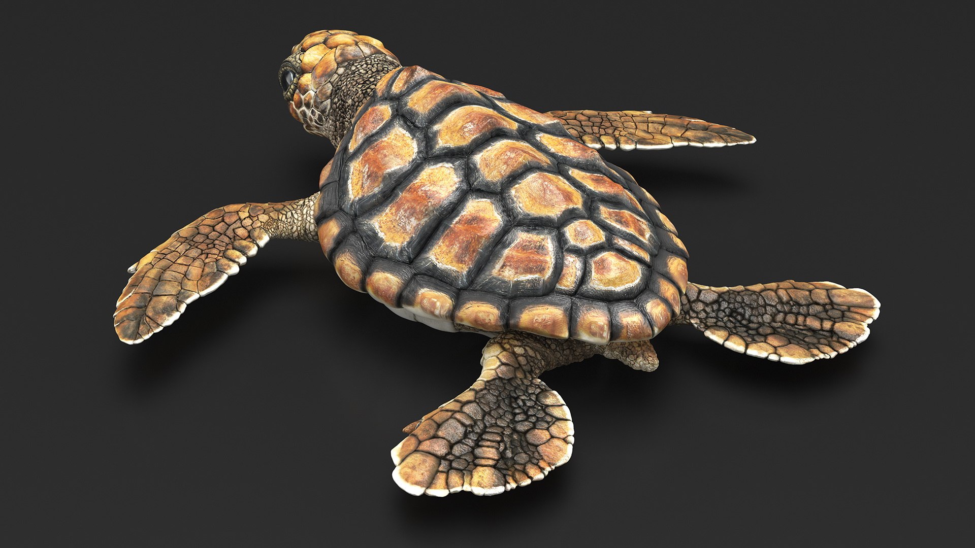 3D Baby Sea Turtle Brown Rigged For Cinema 4D - TurboSquid 2205422