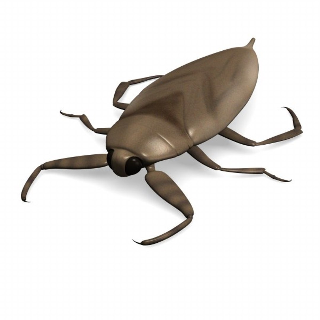 3d Giant Lethocerus Americanus Model