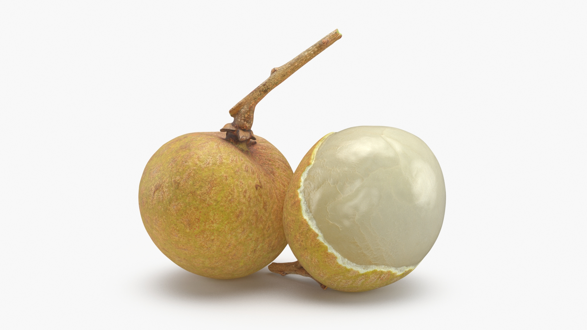 3D Model Longan Fruit - TurboSquid 2130821