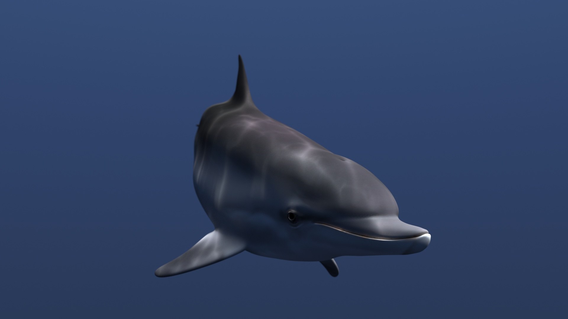 Free Dolphin Model - TurboSquid 1554847