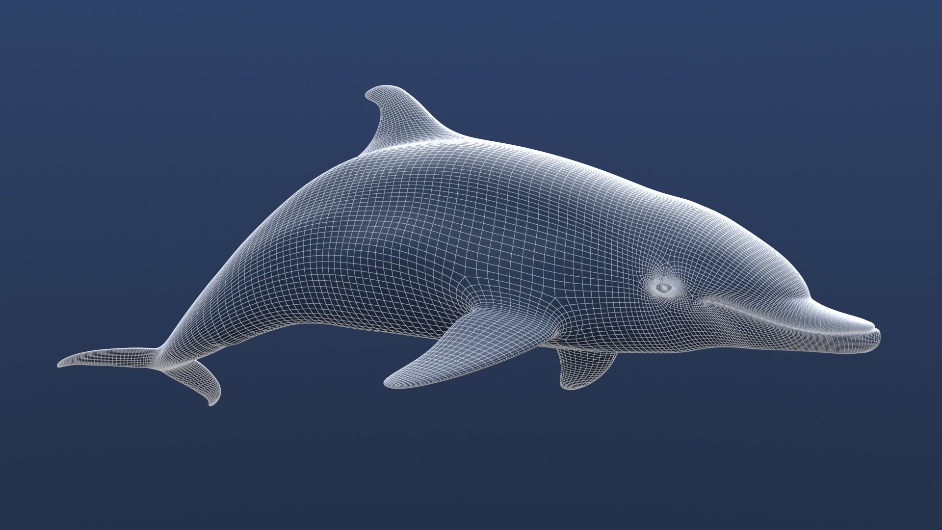 Free Dolphin Model - TurboSquid 1554847