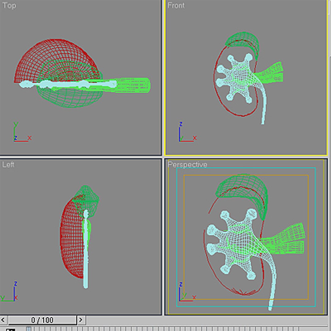 Kidney Organized 3d Model