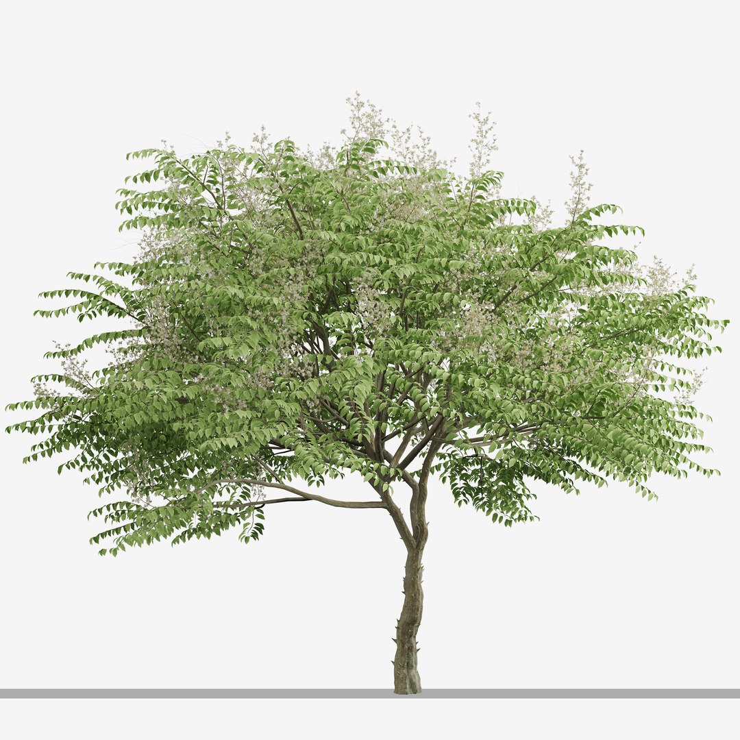 3D Set Of Aralia Elata Or Japanese Angelica Tree - 2 Trees Model ...