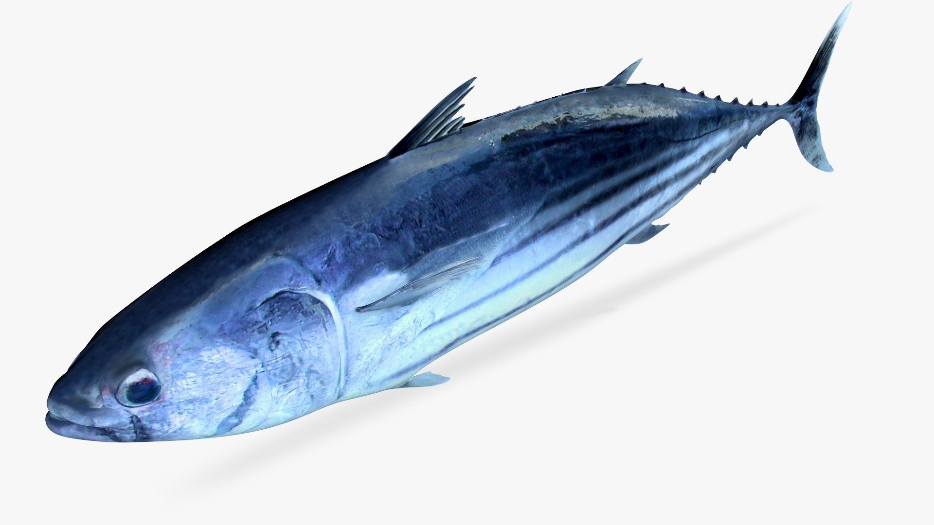 3D Skipjack Tuna Model - TurboSquid 1744989
