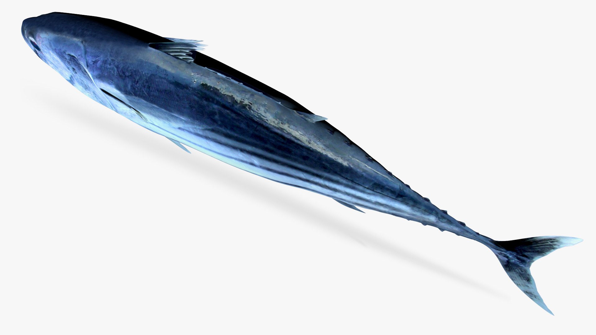3D Skipjack Tuna Model - TurboSquid 1744989