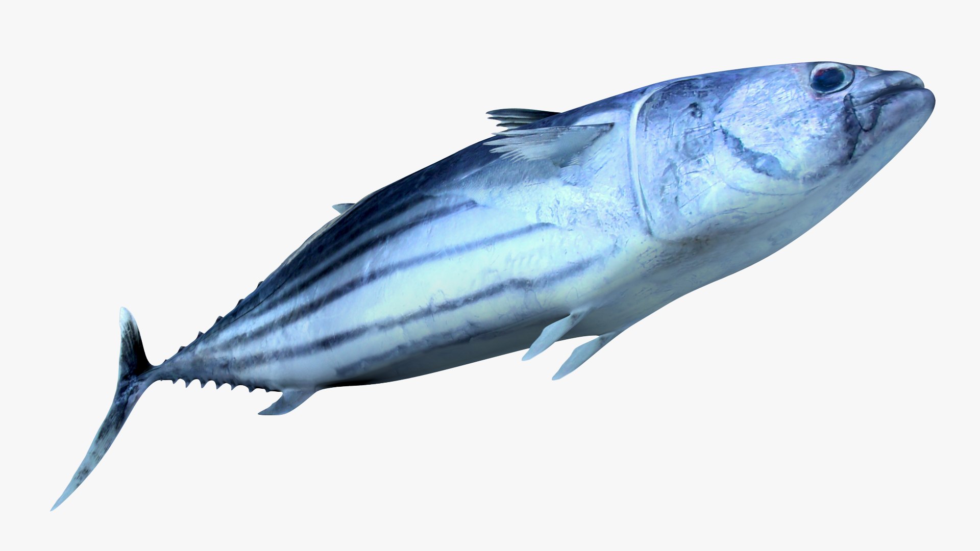 3D Skipjack Tuna Model - TurboSquid 1744989