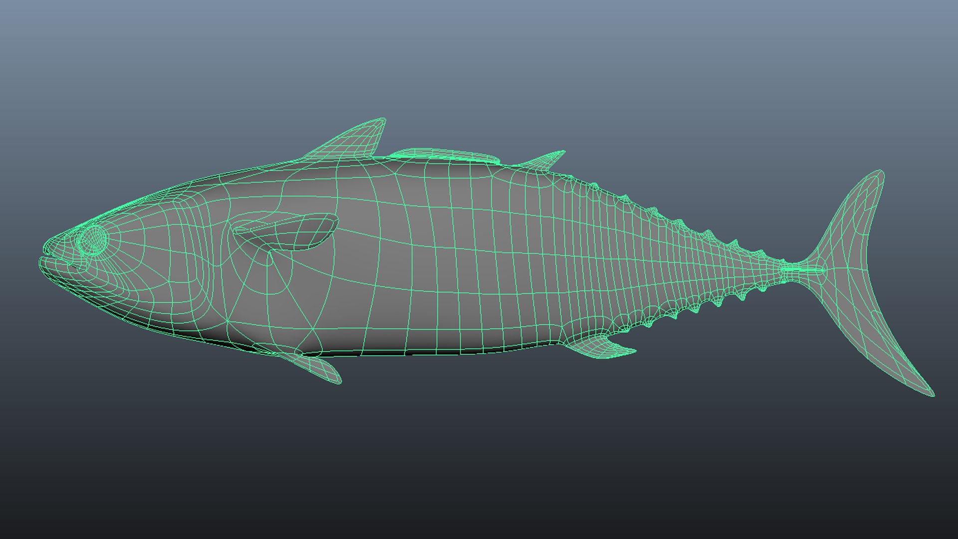 3D Skipjack Tuna Model - TurboSquid 1744989