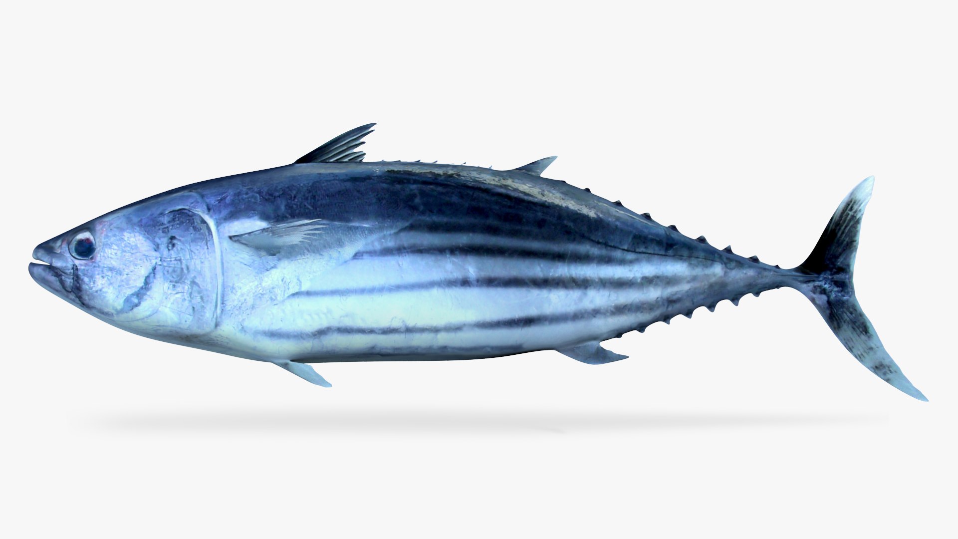 3D Skipjack Tuna Model - TurboSquid 1744989