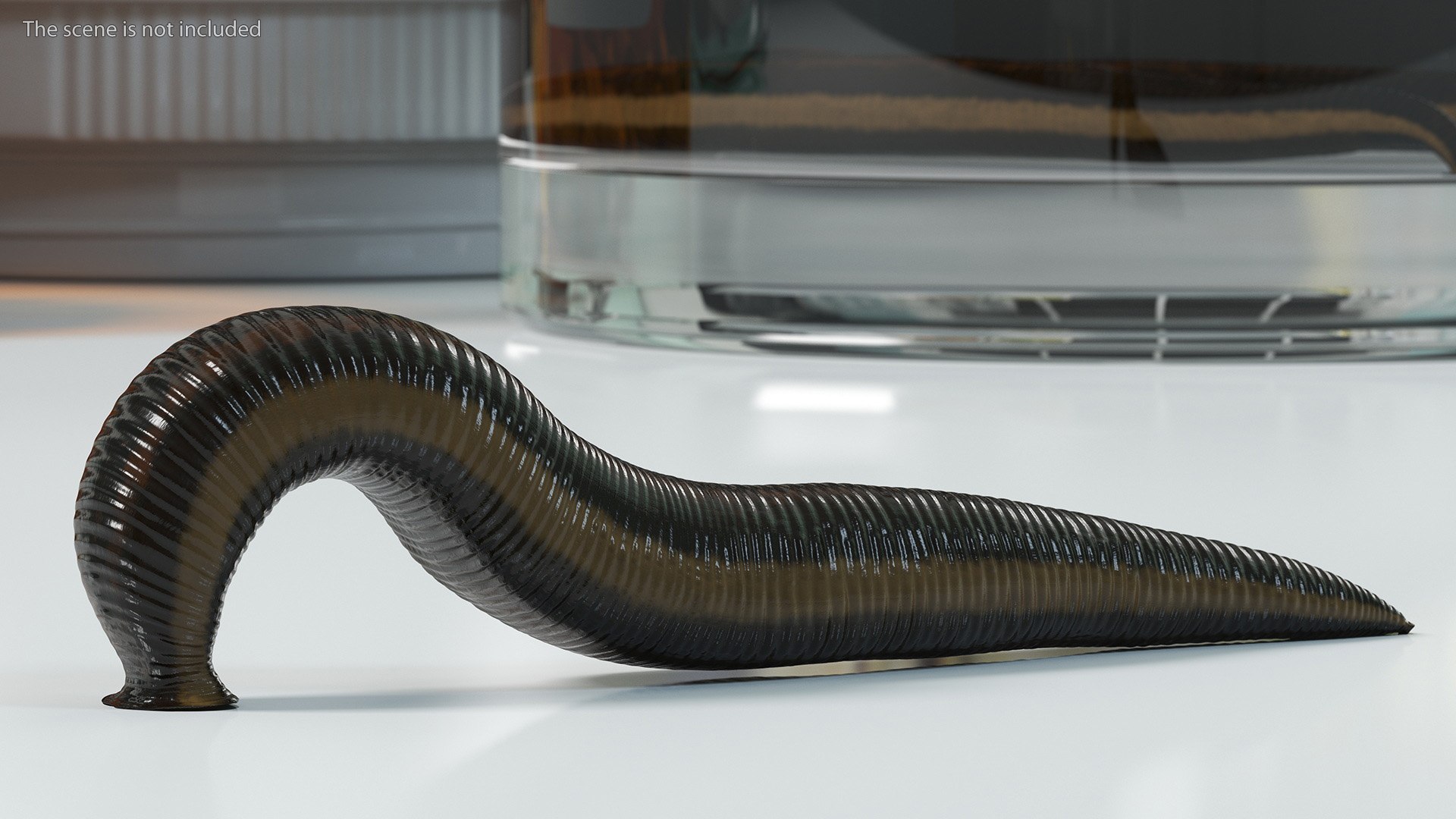 European Medicinal Leech Crawling Model - TurboSquid 2087467