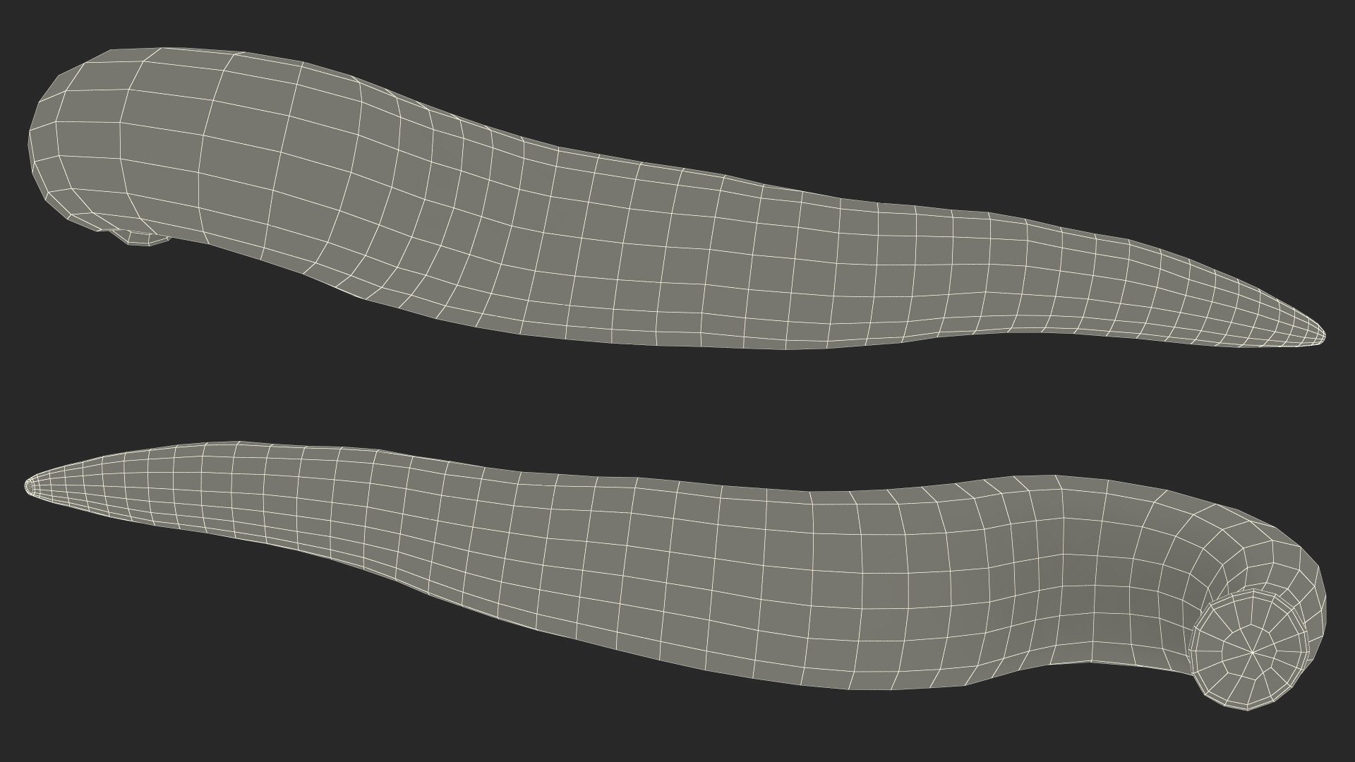 European Medicinal Leech Crawling Model - TurboSquid 2087467