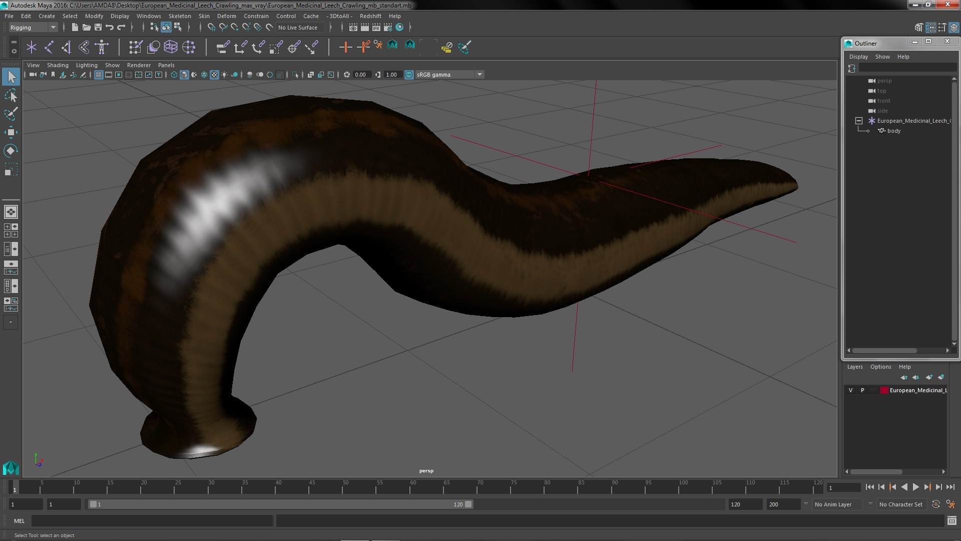 European Medicinal Leech Crawling Model - TurboSquid 2087467