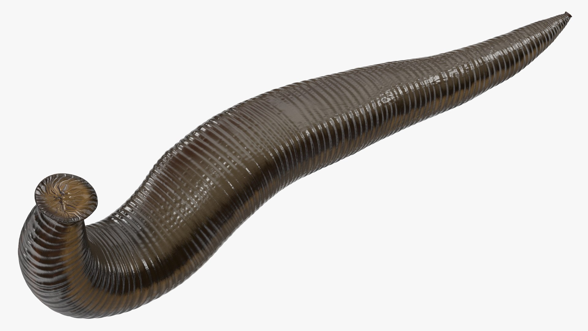 European Medicinal Leech Crawling Model - TurboSquid 2087467
