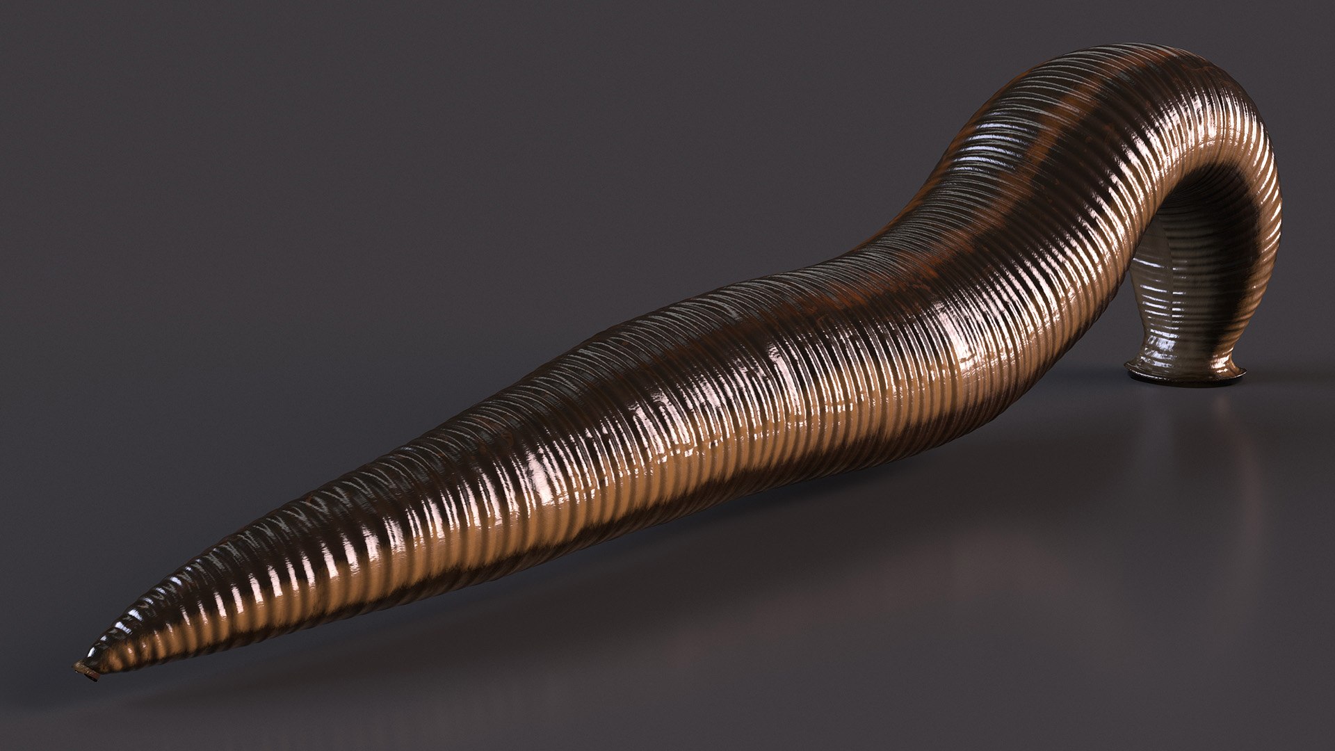 European Medicinal Leech Crawling Model - TurboSquid 2087467