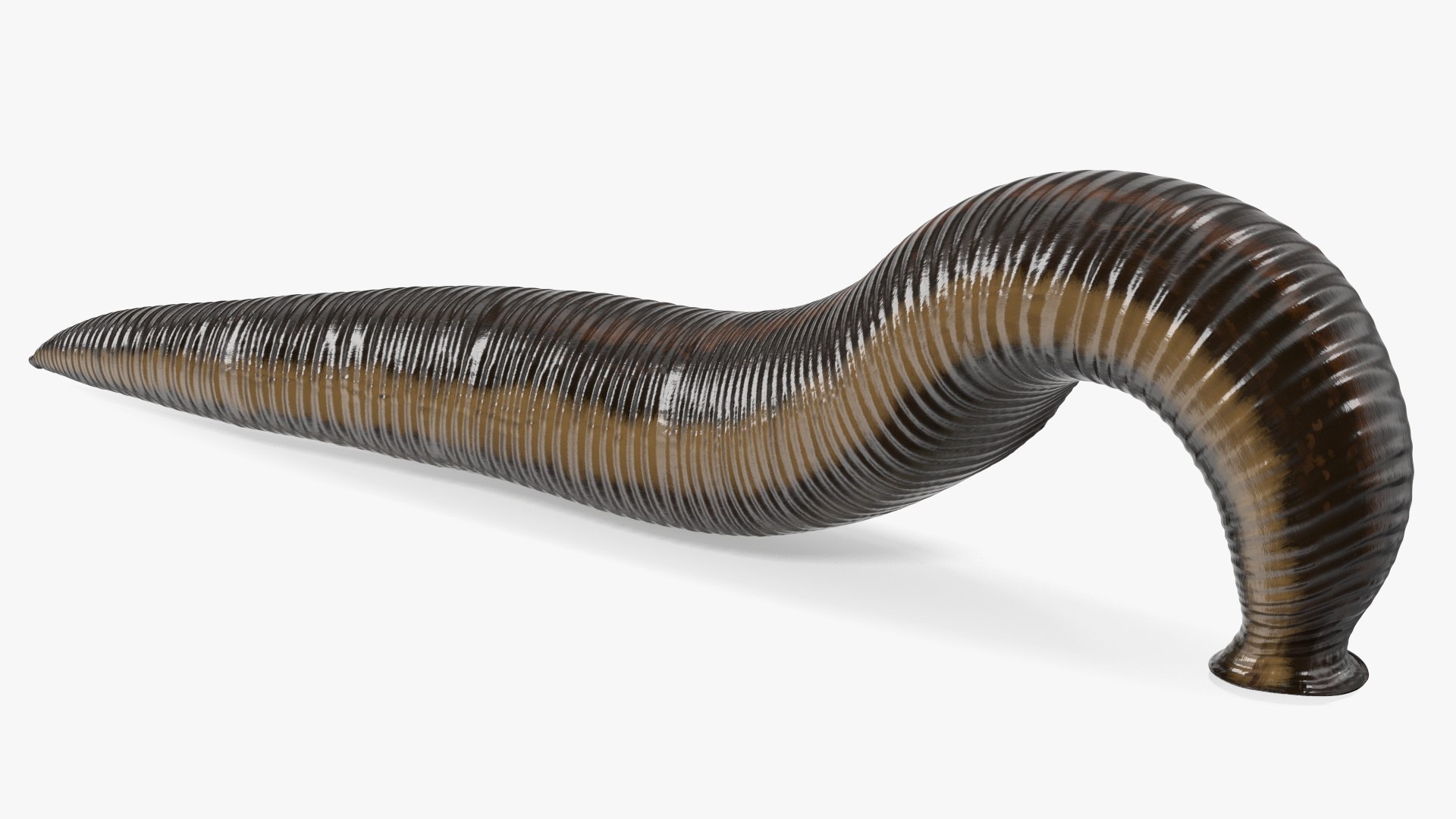 European Medicinal Leech Crawling Model - TurboSquid 2087467