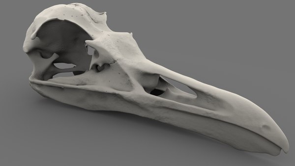 Skull bird realistic 3D model - TurboSquid 1688781