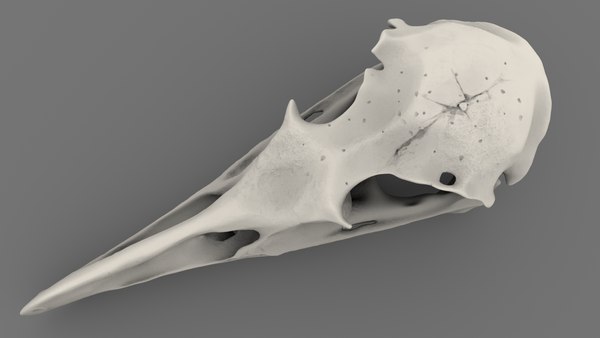 Skull bird realistic 3D model - TurboSquid 1688781