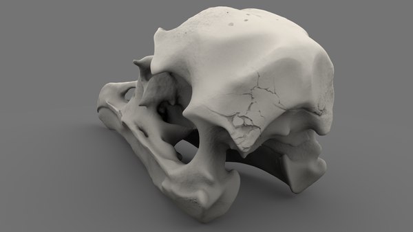 Skull bird realistic 3D model - TurboSquid 1688781