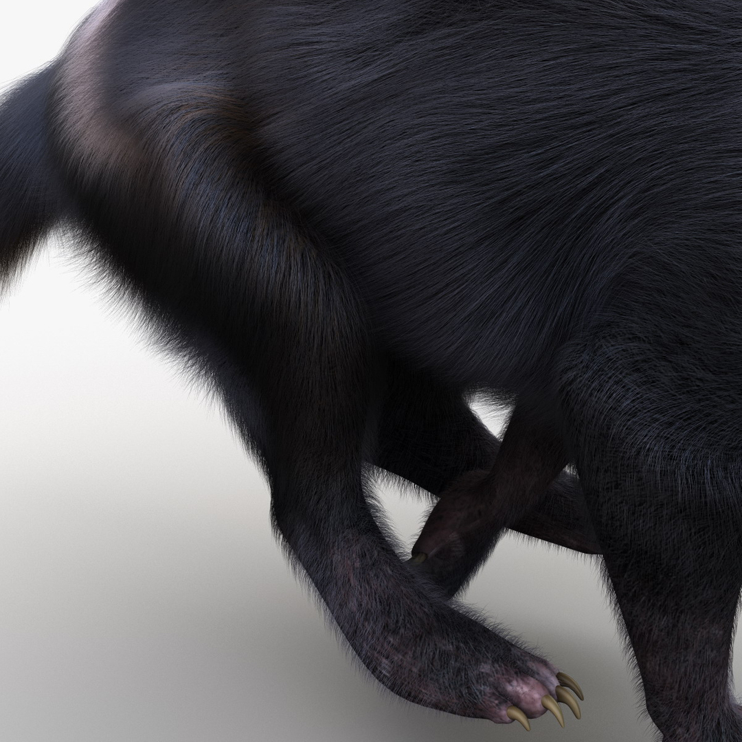 3d tasmanian devil fur pose model
