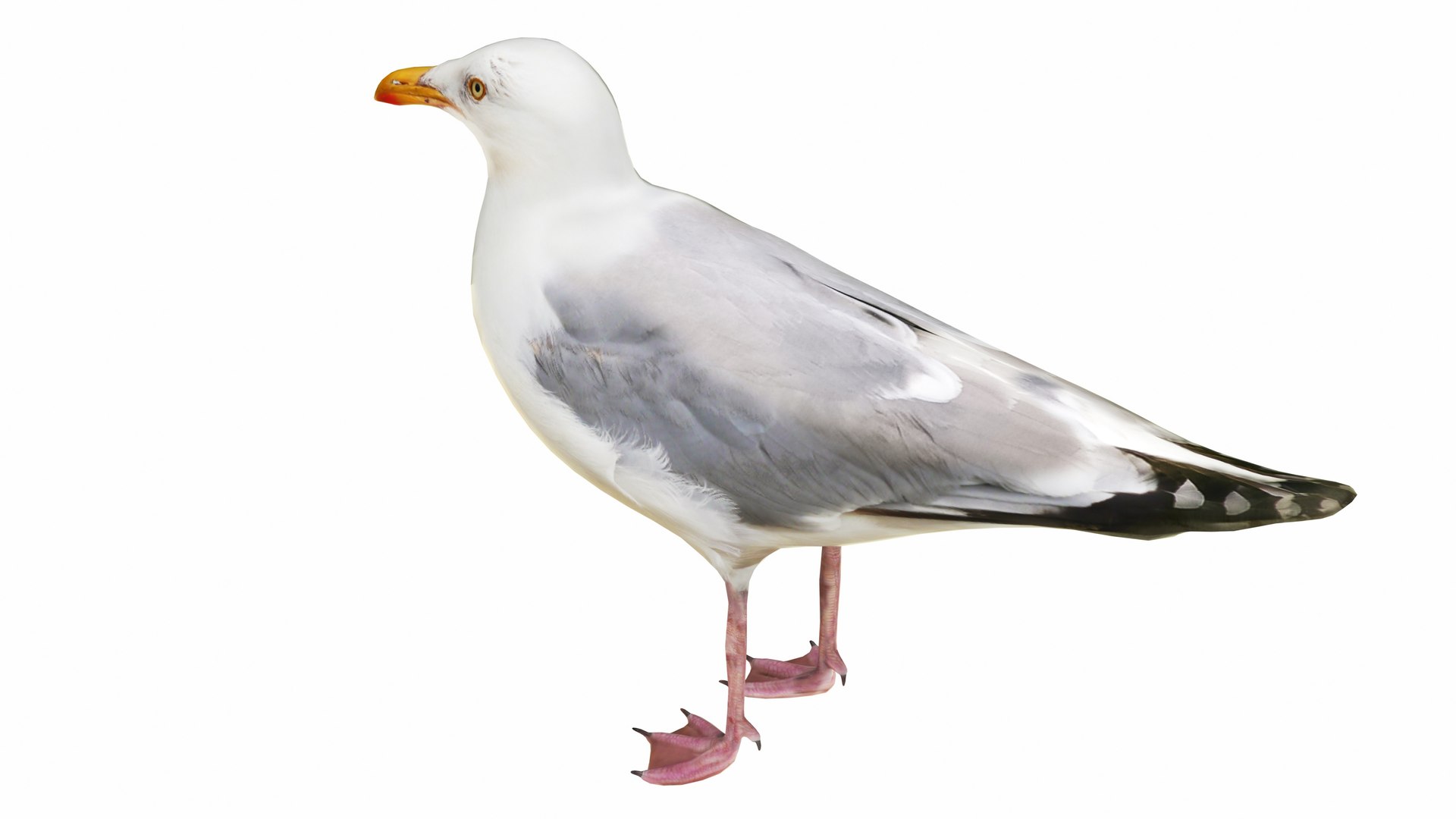 Gull 3D Model - TurboSquid 2331329