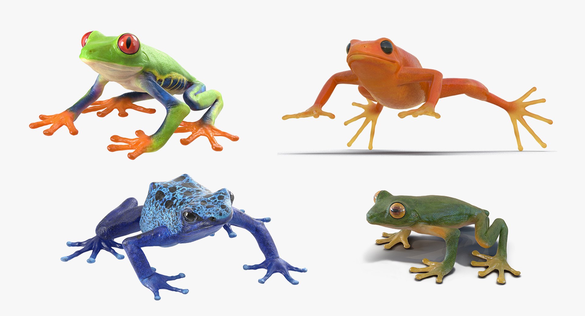 Frogs 2 3D - TurboSquid 1231170