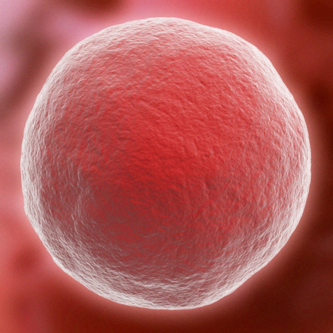 Ovum Electron Microscope 3d Max