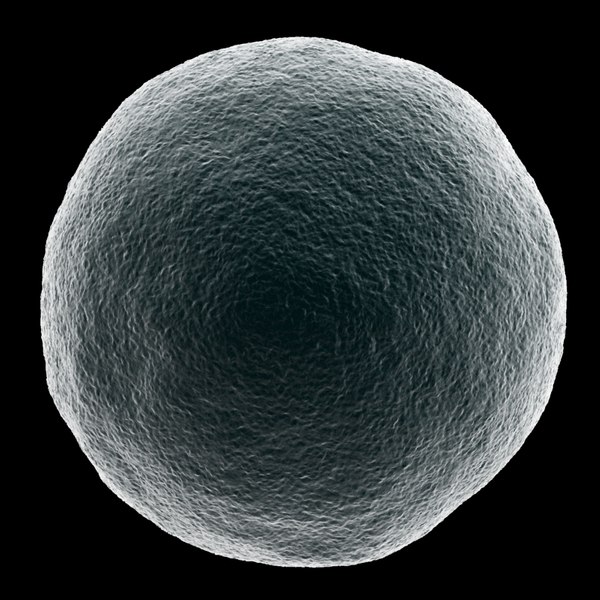 ovum electron microscope 3d max