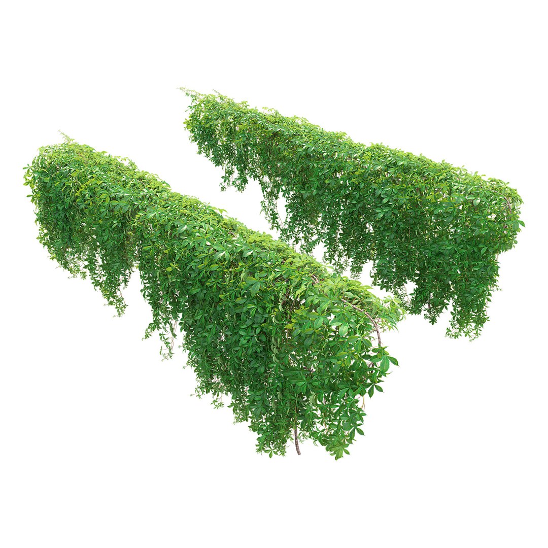 3D Virginia Creeper Collection Model - TurboSquid 1821243