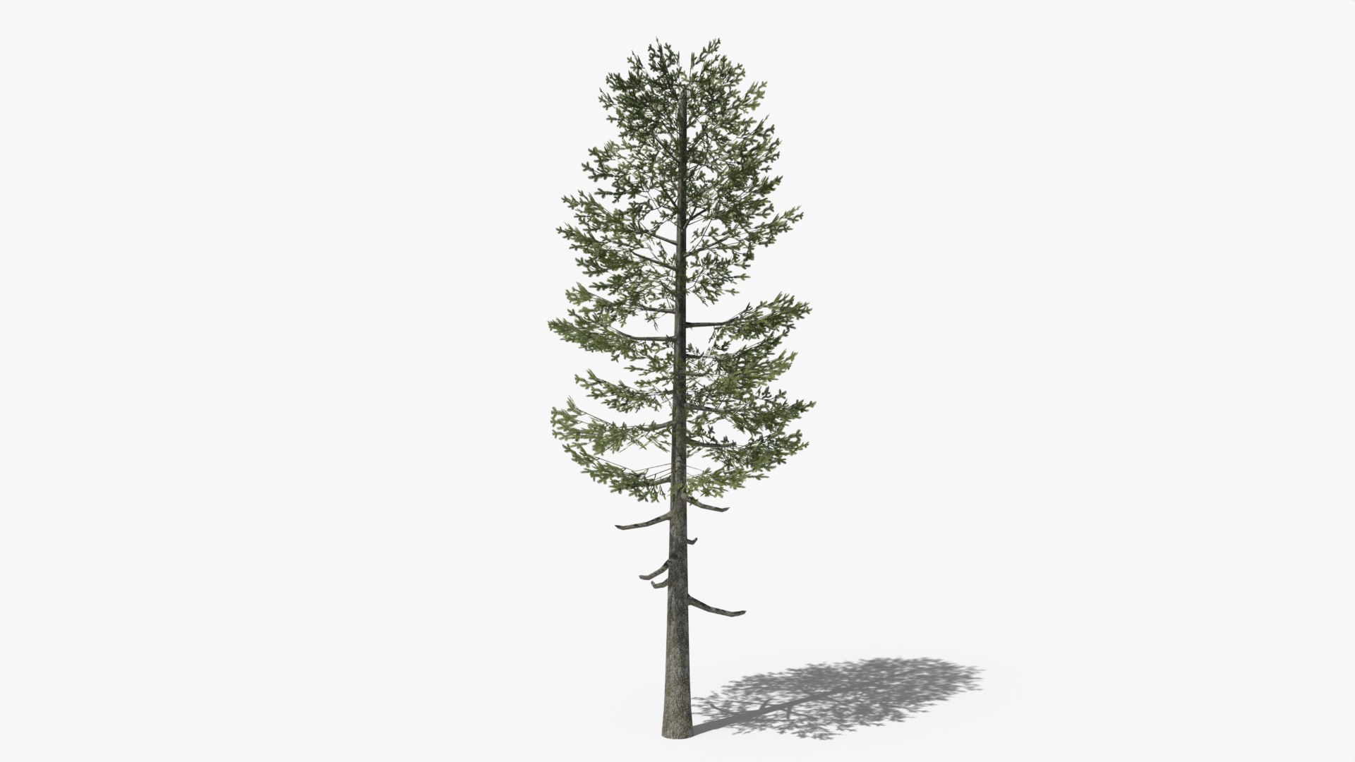 3D Lowpoly Pine V5 - TurboSquid 2103426