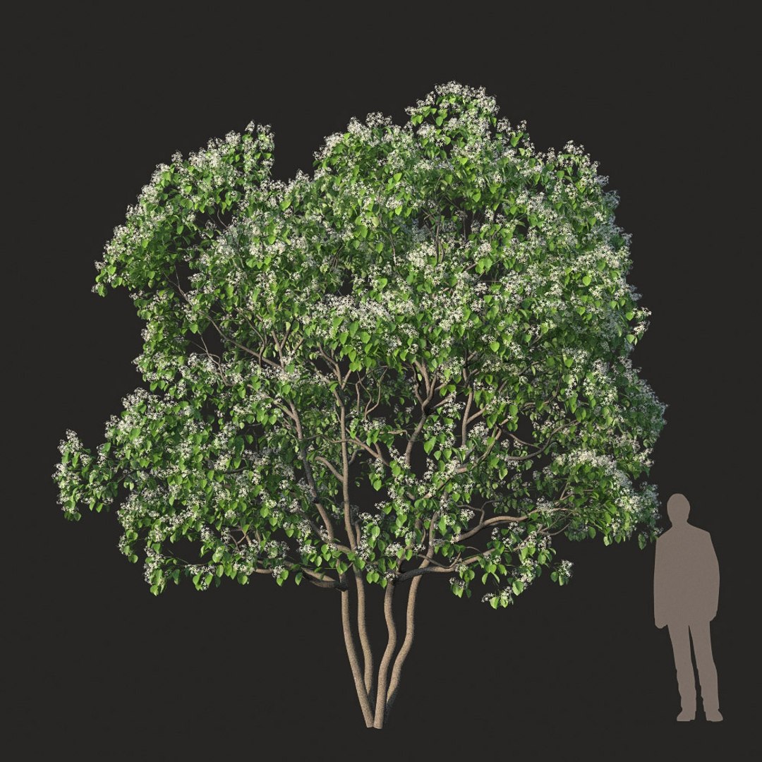 3D XfrogPlants Serviceberry - Amelanchier Lamarckii - TurboSquid 1724747