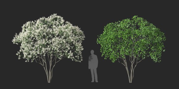 3D XfrogPlants Serviceberry - Amelanchier Lamarckii - TurboSquid 1724747