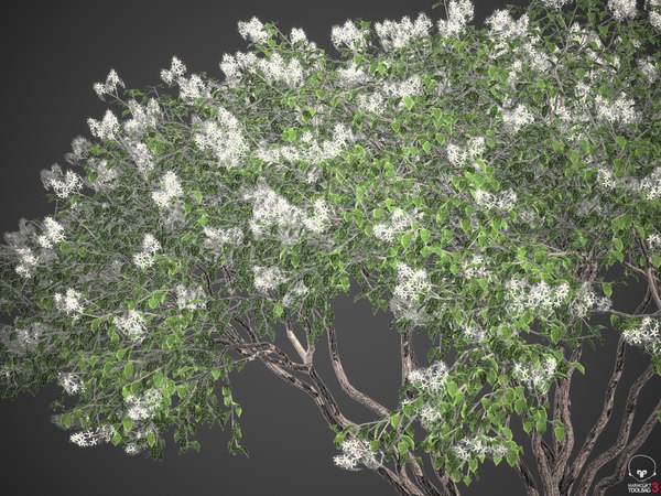 3D XfrogPlants Serviceberry - Amelanchier Lamarckii - TurboSquid 1724747
