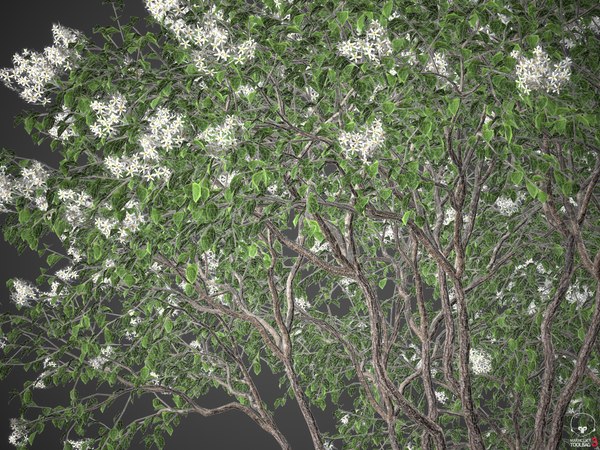 3D XfrogPlants Serviceberry - Amelanchier Lamarckii - TurboSquid 1724747