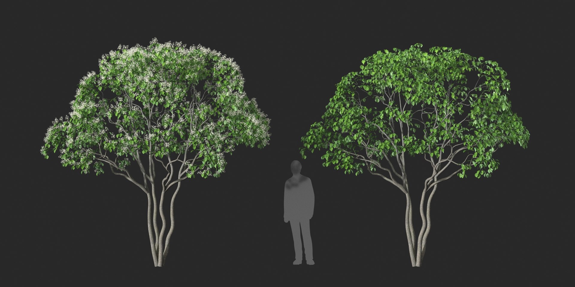 3D XfrogPlants Serviceberry - Amelanchier Lamarckii - TurboSquid 1724747