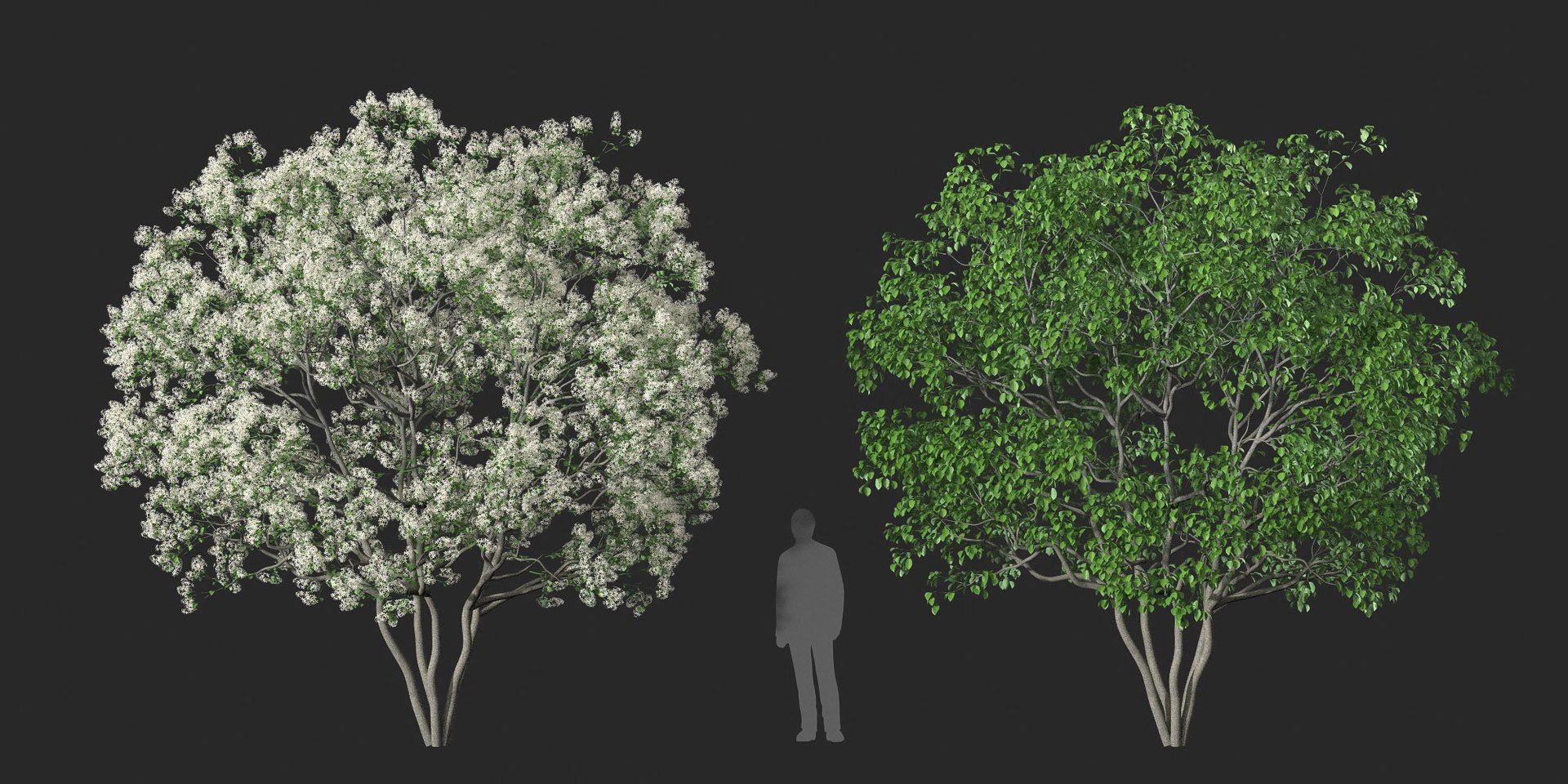 3D XfrogPlants Serviceberry - Amelanchier Lamarckii - TurboSquid 1724747