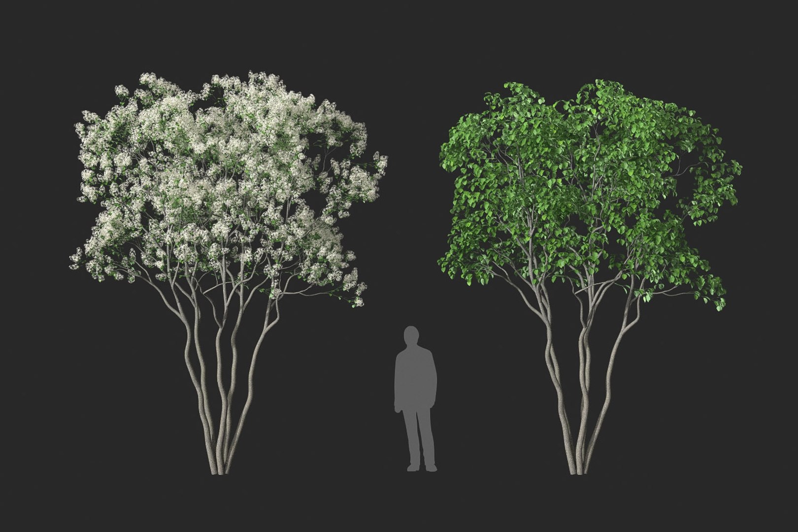3D XfrogPlants Serviceberry - Amelanchier Lamarckii - TurboSquid 1724747