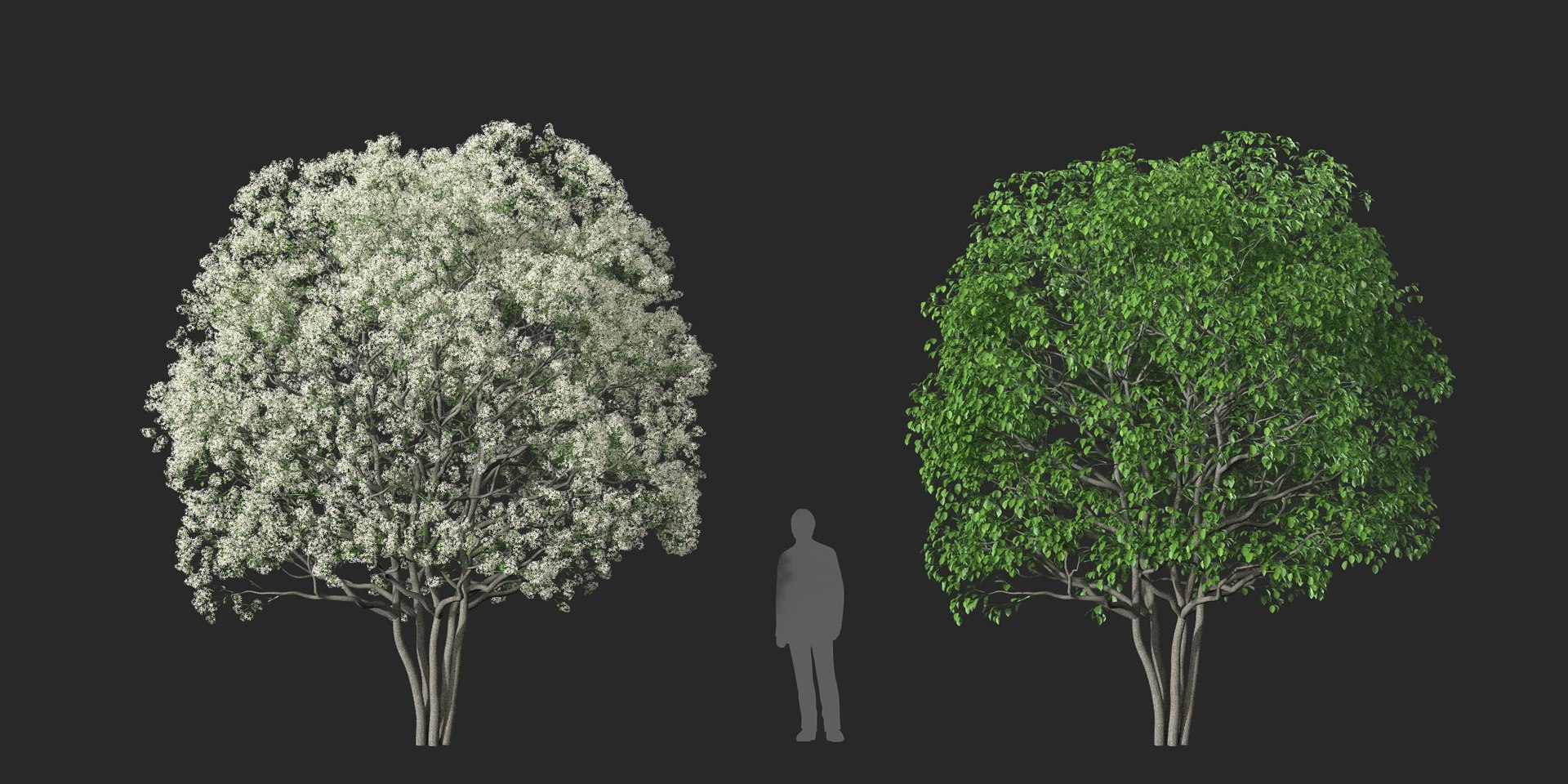 3D XfrogPlants Serviceberry - Amelanchier Lamarckii - TurboSquid 1724747