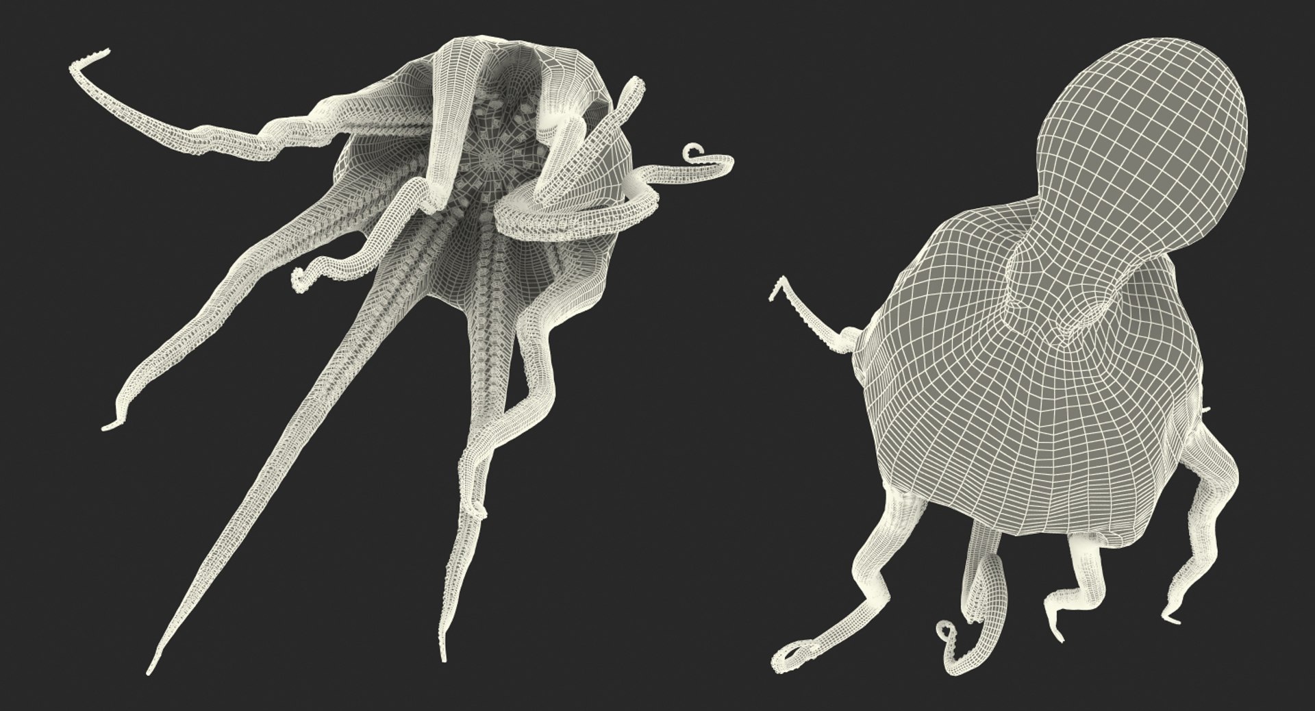 Octopus Vulgaris Swiming Pose 3D - TurboSquid 1152270