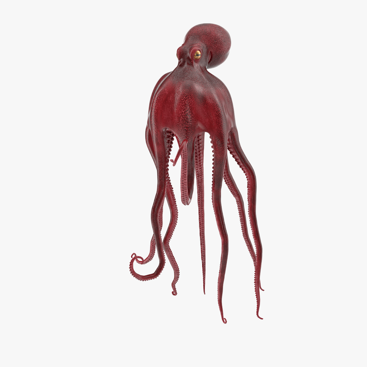 Octopus vulgaris swiming pose 3D - TurboSquid 1152270