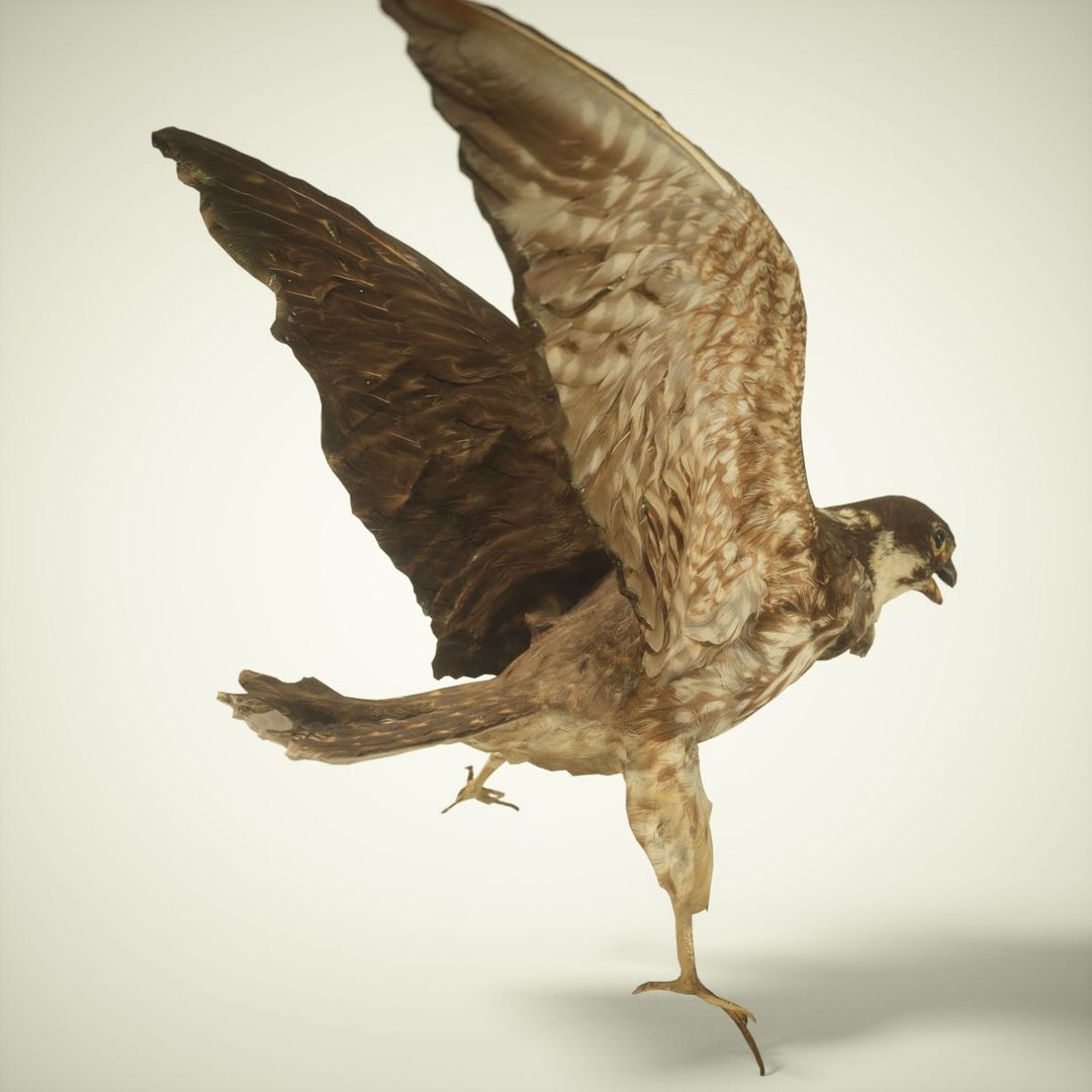 3D Animal Digital Photogrammetry - TurboSquid 1162984