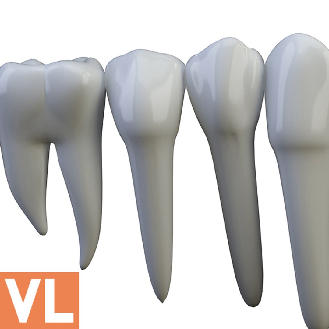 3d Teeth Model