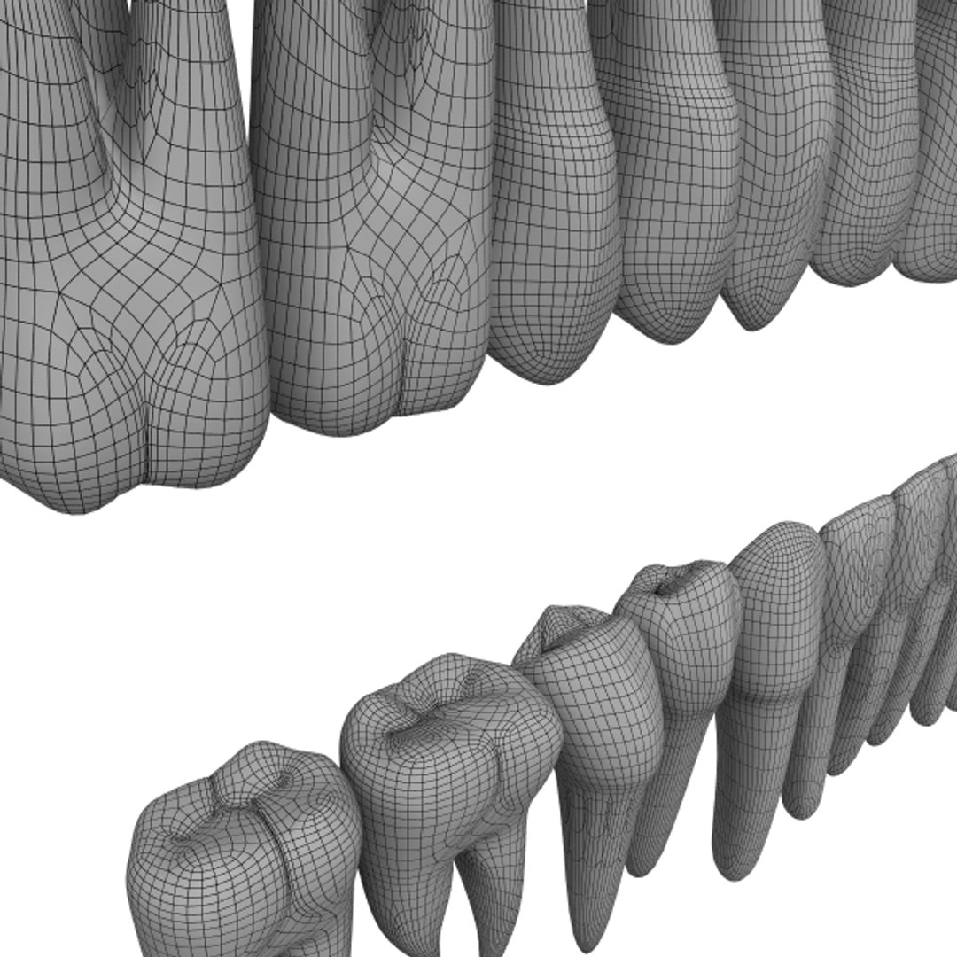3d Teeth Model