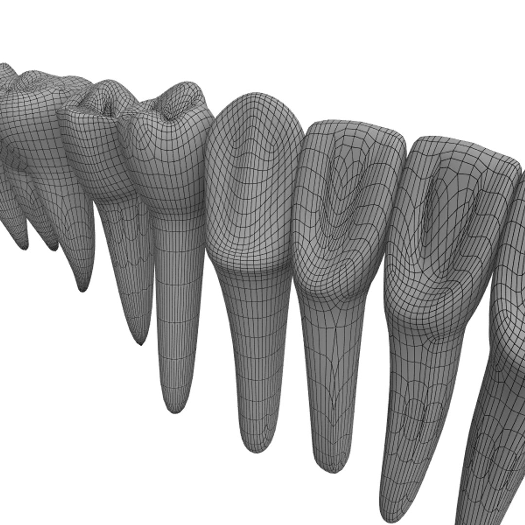 3d teeth model