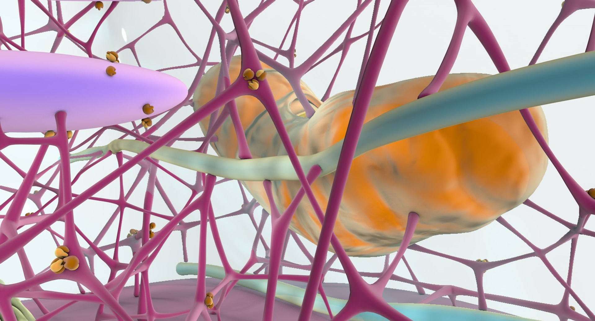 3D cytoskeleton structure cell - TurboSquid 1295229