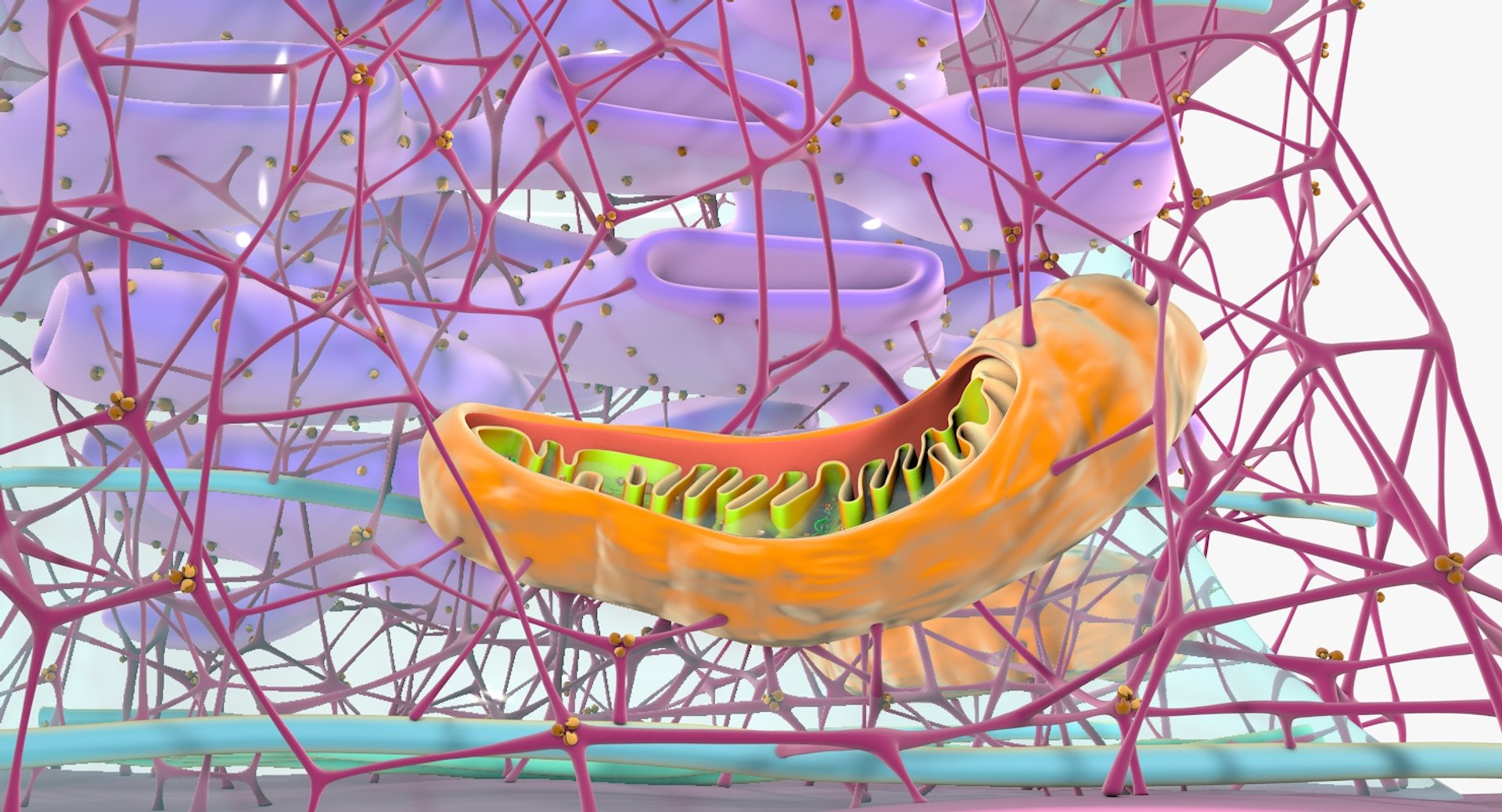 3D Cytoskeleton Structure Cell - TurboSquid 1295229