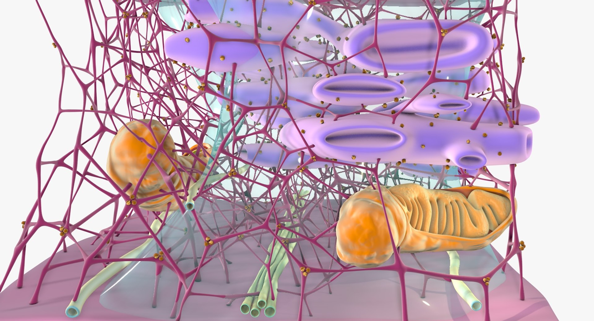 3D cytoskeleton structure cell - TurboSquid 1295229