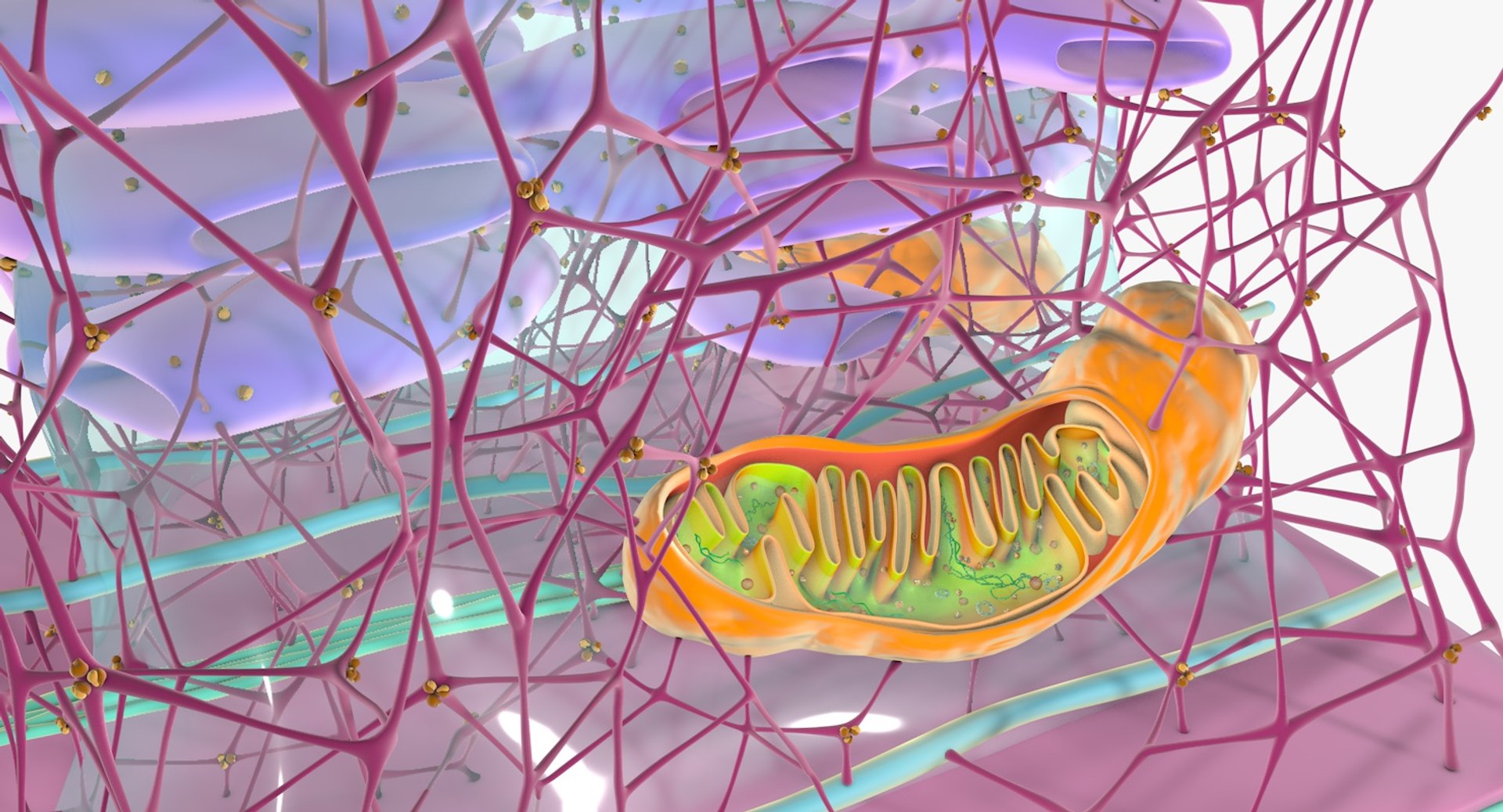 3D Cytoskeleton Structure Cell - TurboSquid 1295229