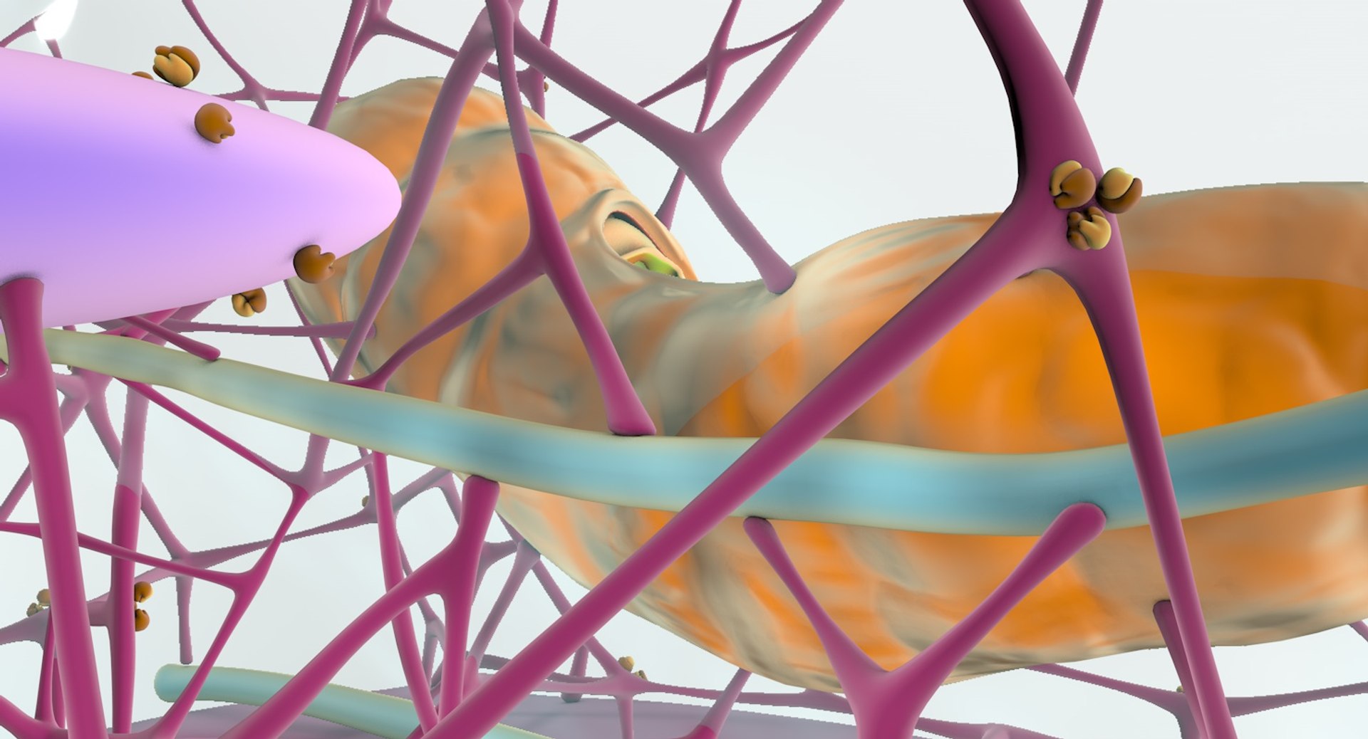 3D cytoskeleton structure cell - TurboSquid 1295229