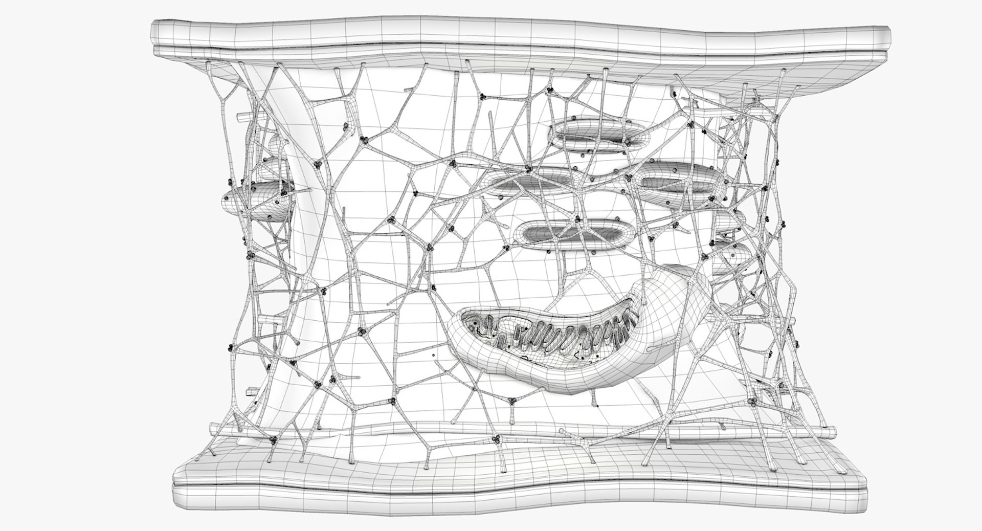 3D cytoskeleton structure cell - TurboSquid 1295229